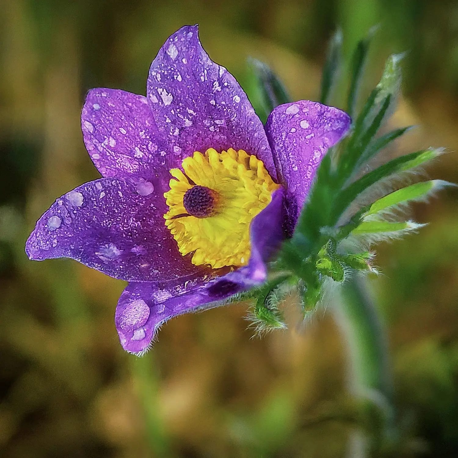 How to Grow Stunning Pasque-Flower Flowers: A Comprehensive Guide - Grow IT