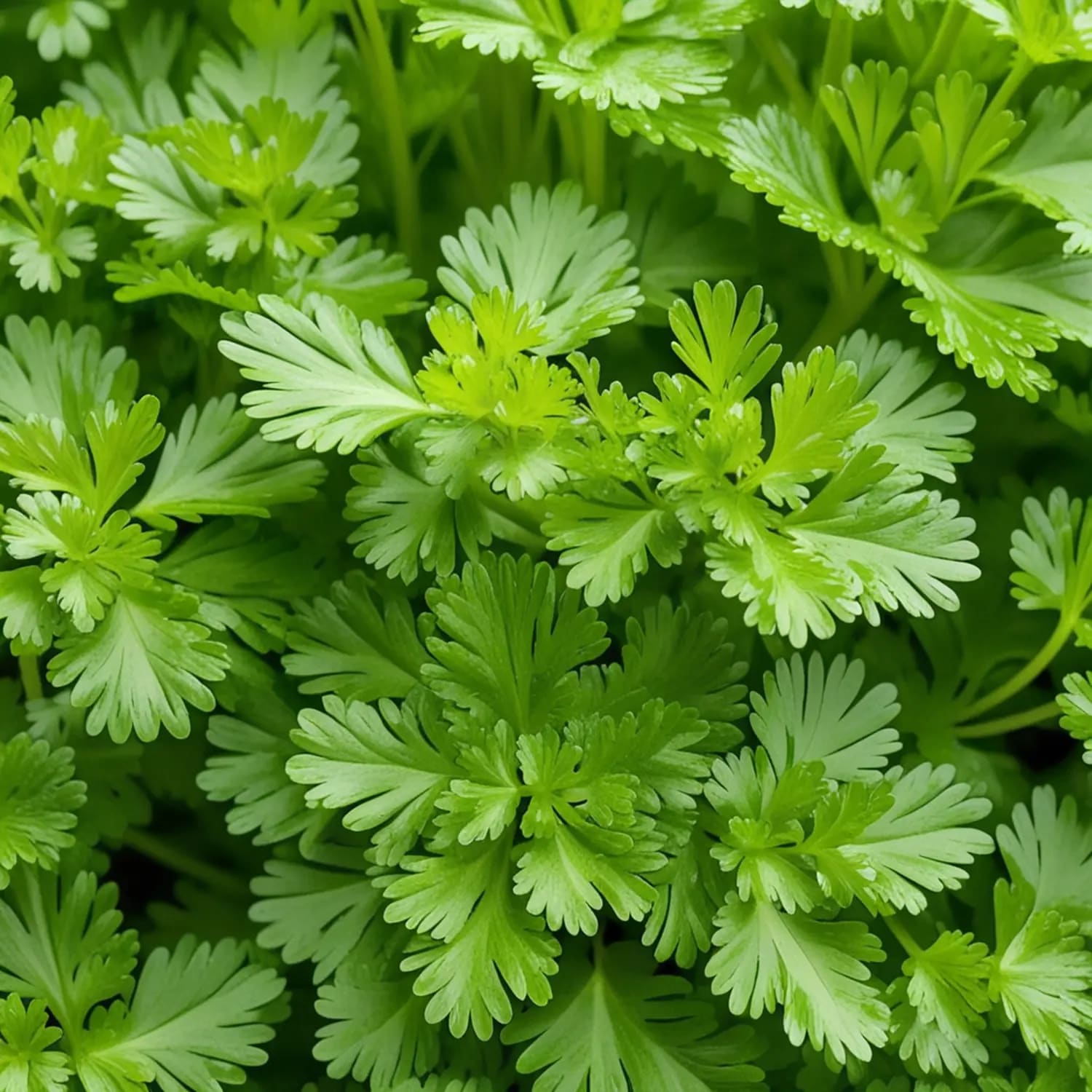 10 Essential Steps to Grow Vibrant Parsley Flowers in Your Garden - Grow IT