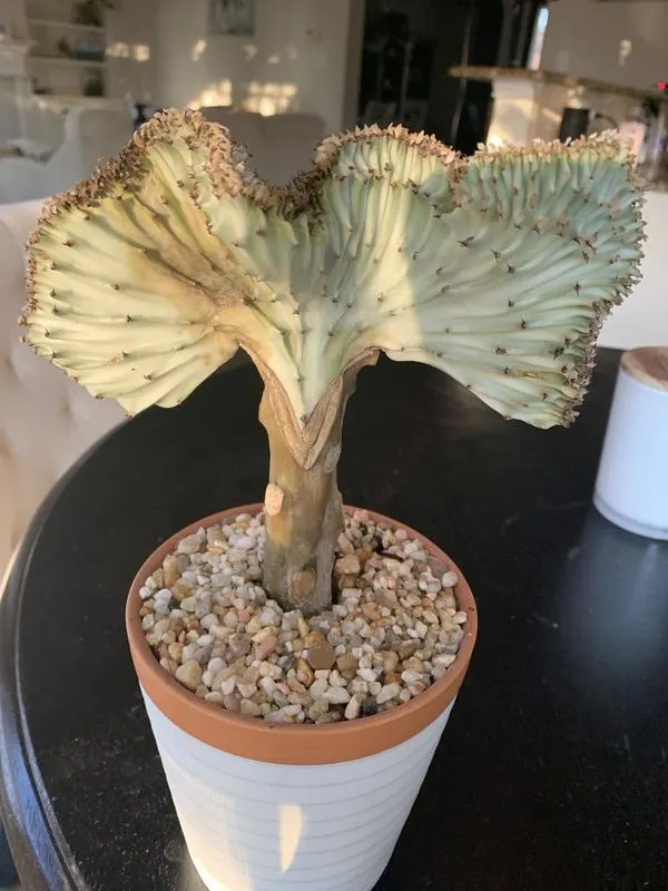 Fan Cactus Plant | Premium Quality Flower Bouquets Near Me | Flowers Ghana