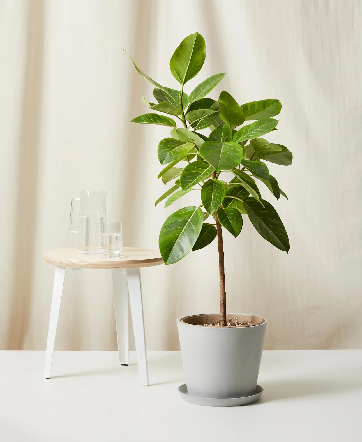 Eternal Elegance Ficus | Premium Quality Flower Bouquets Near Me ...