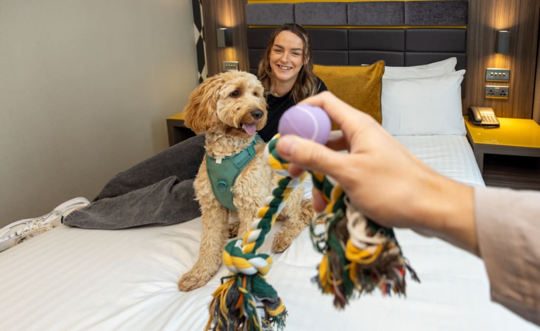 Roomzzz for Pets: A Pet-Friendly Place to Stay | Roomzzz Aparthotels