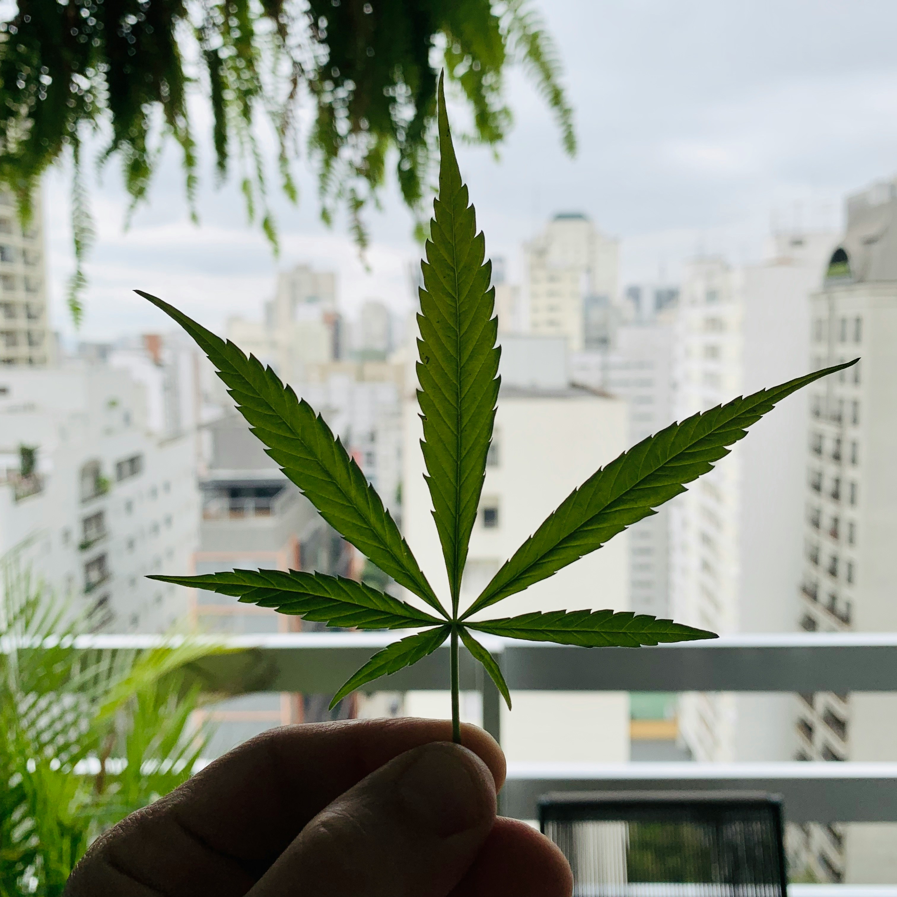 Cannabiz Africa – Cannabis News, Lifestyle & Marketplace