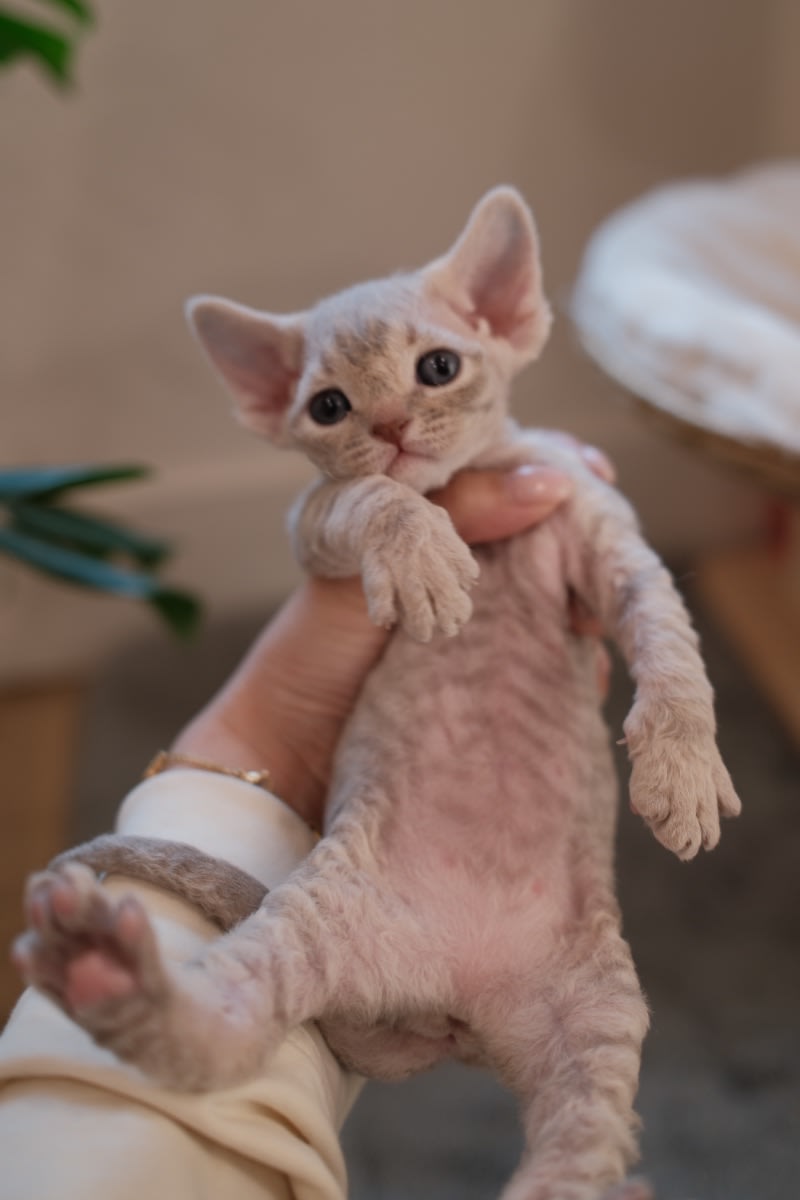 Devon Rex Breeding Program | California Cattery | Creamy Elf Devons