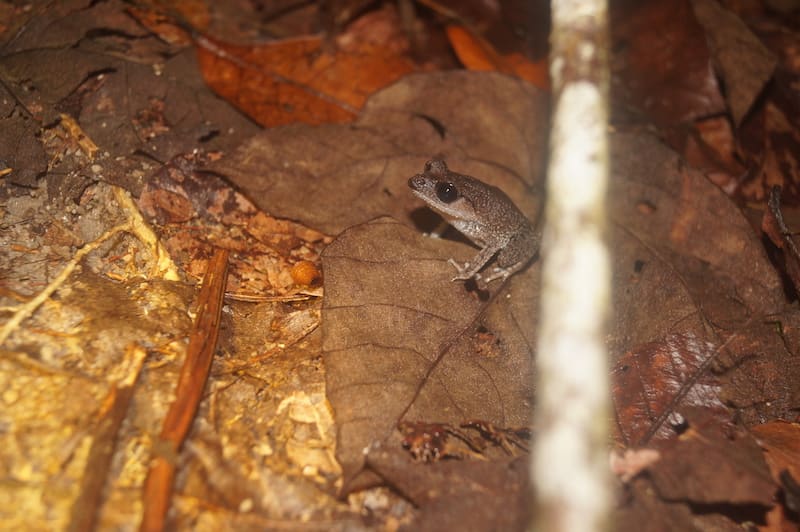 Detail of Slithering for the World | Alam Sehat Lestari