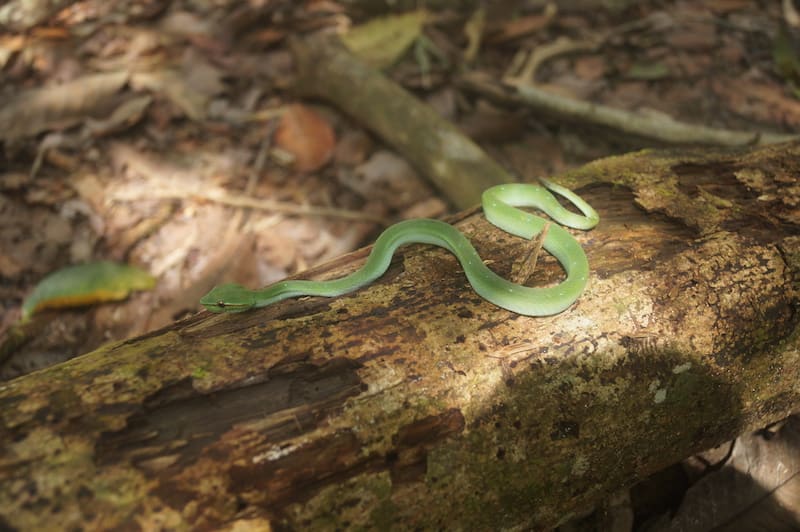 Detail of Slithering for the World | Alam Sehat Lestari