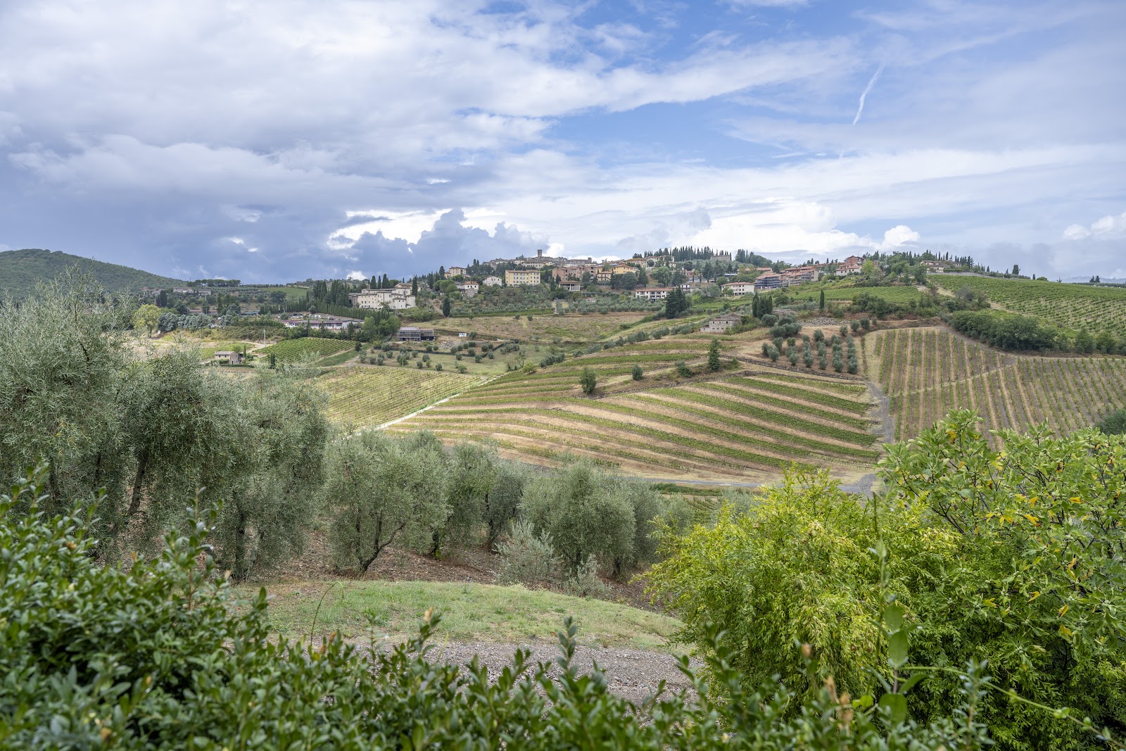 Colle Bereto Azienda Agricola - Italy Winery Guide