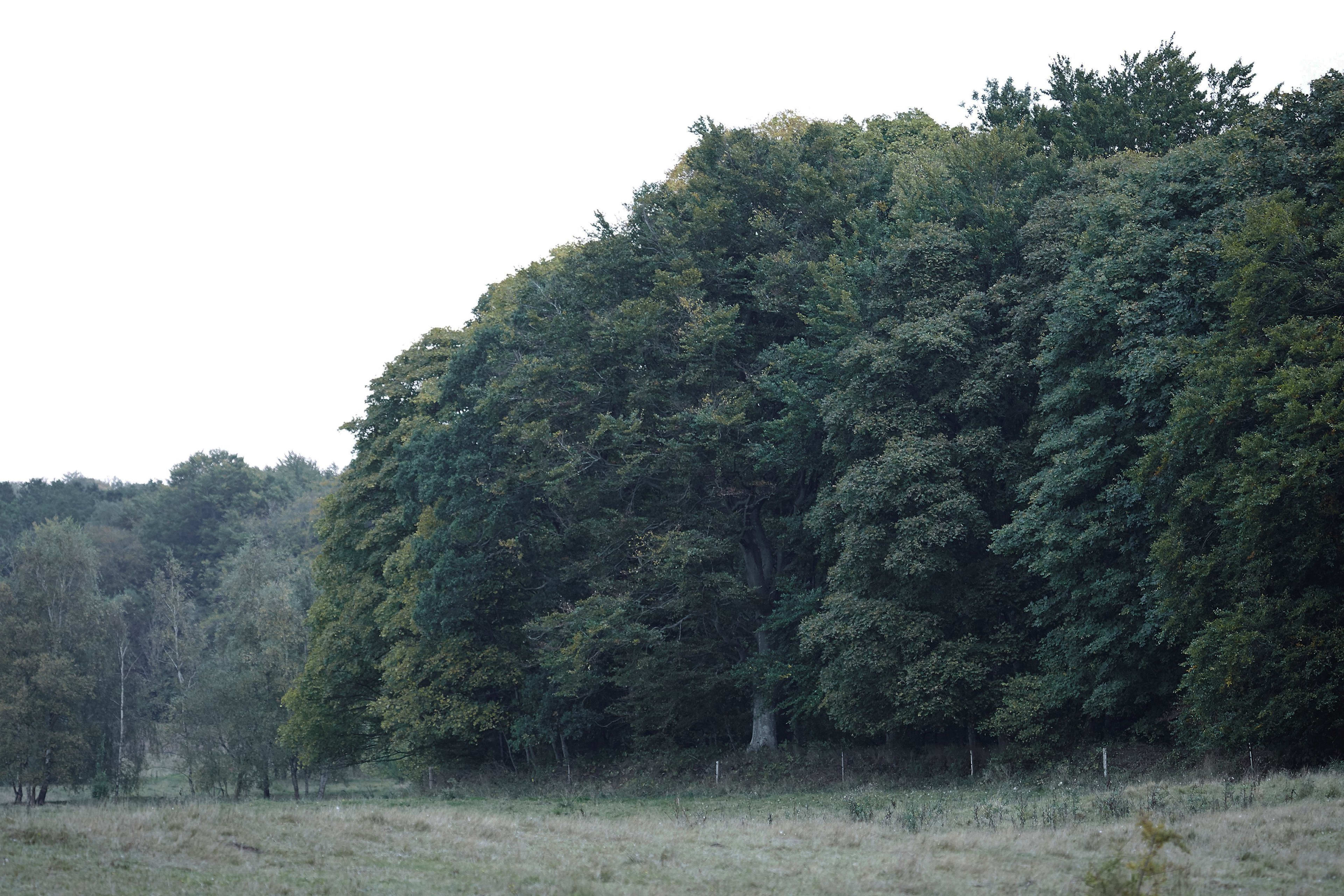 Honest & Sustainable | Carl Hansen & Søn