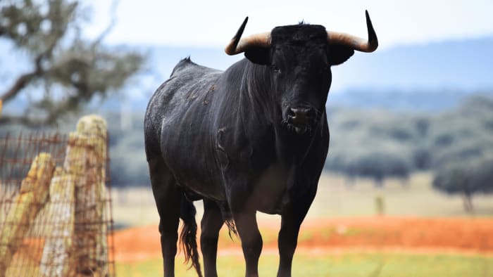 31 Cultural & Interesting Facts About Bullfighting in Spain