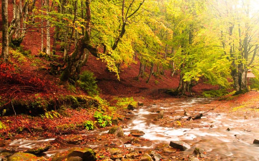 The 9 Best Forests in Spain to Get Lost in The Wild