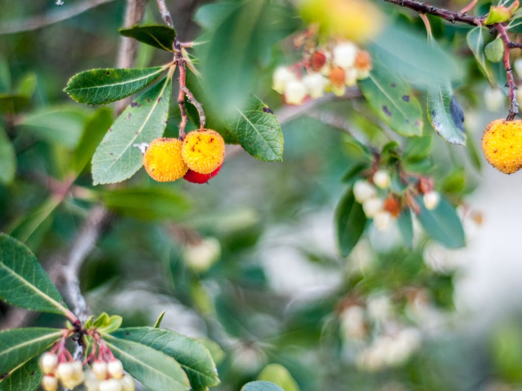 The Beauty of Spain's Flora: 5 Iconic Trees, Flowers & 12 Protected Species