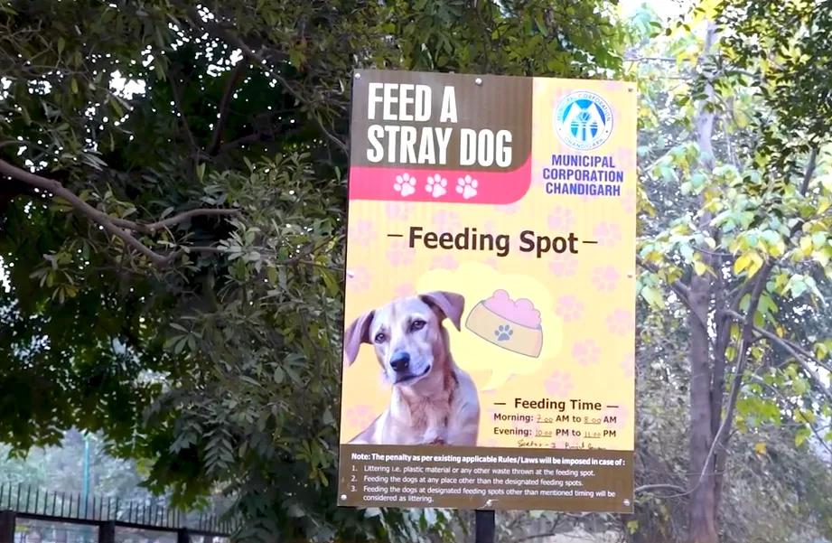 All Official Dog Feeding Points in Chandigarh (Sector-Wise) - Fooundit
