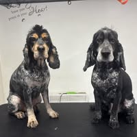 Dog Grooming in WA3 (Warrington) | FindPetGroomers