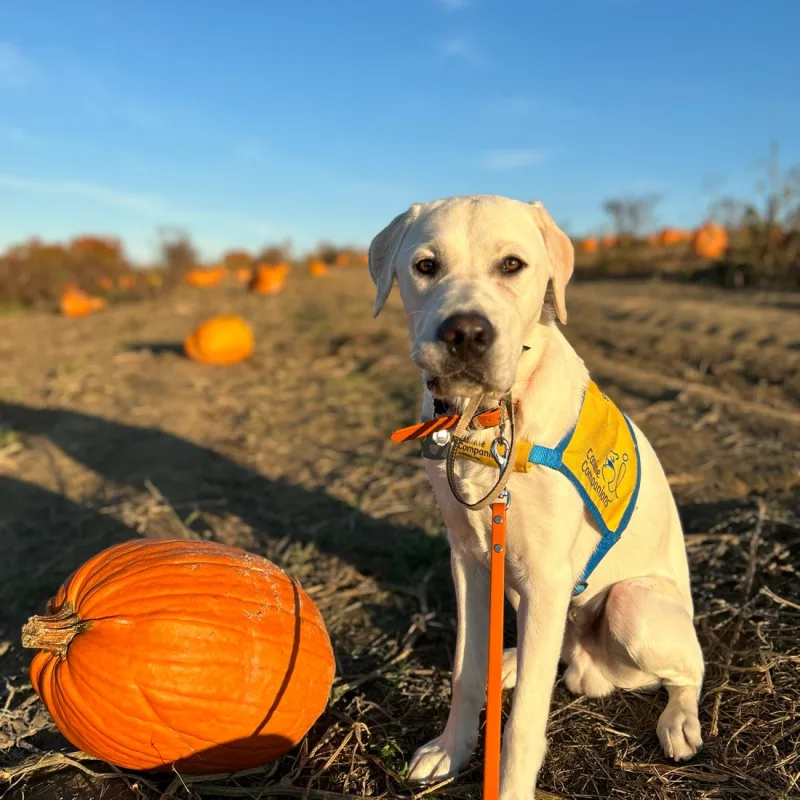 Roberto & Lily’s Pop-Up Store - Double Good Online Fundraising