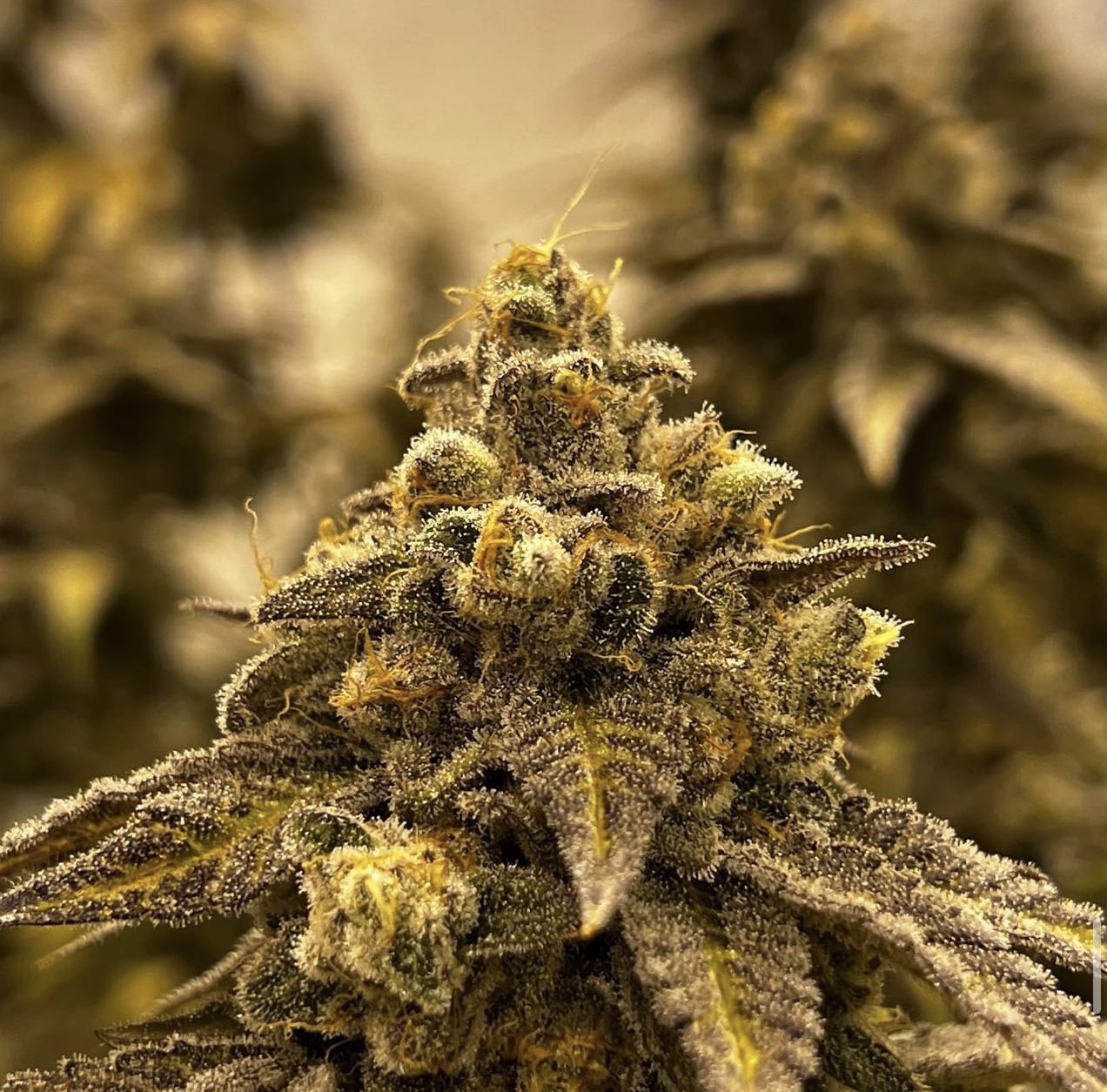 Berry Pie | HENDRX Seeds & Clones