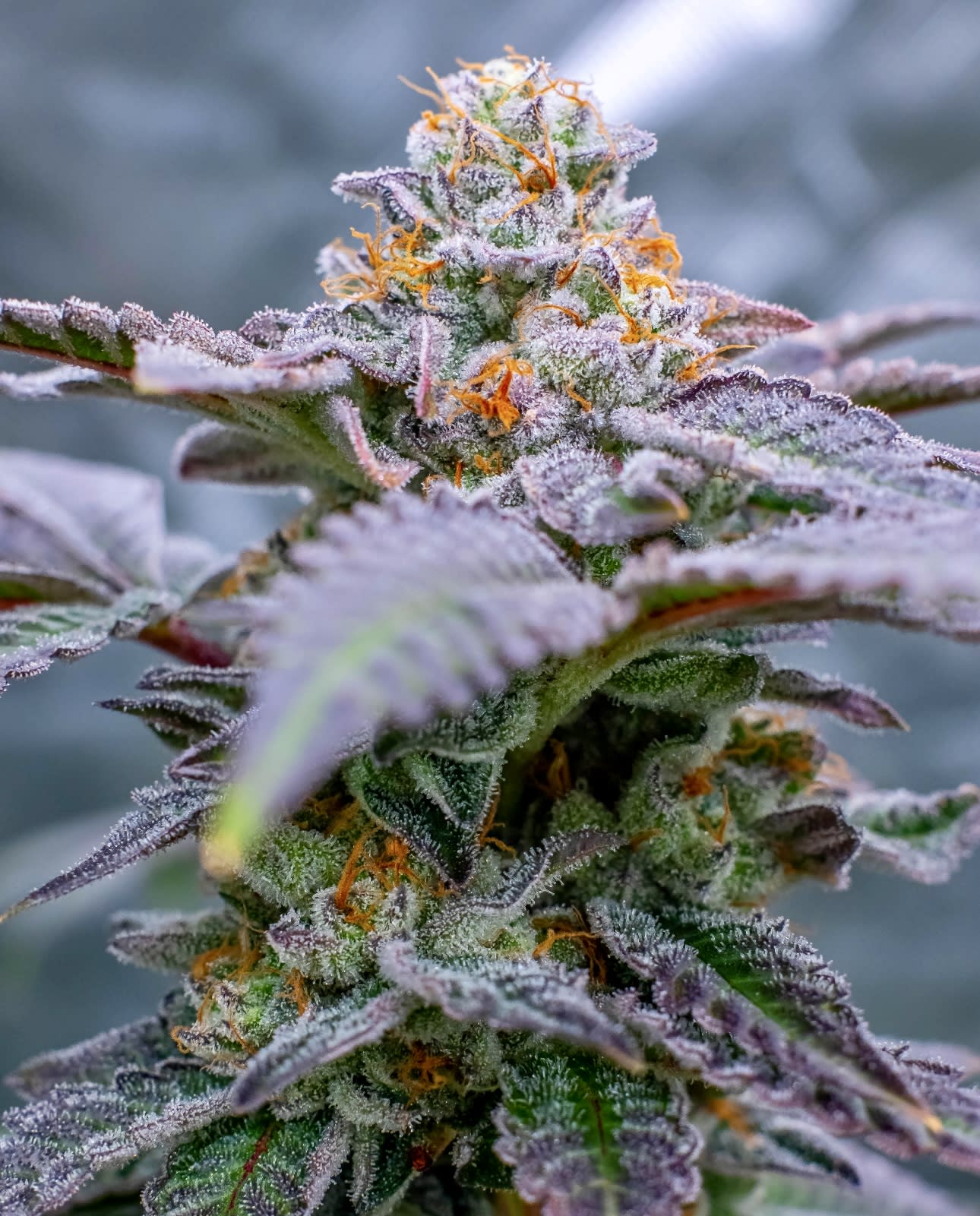 Grandiflora Guava | HENDRX Seeds & Clones