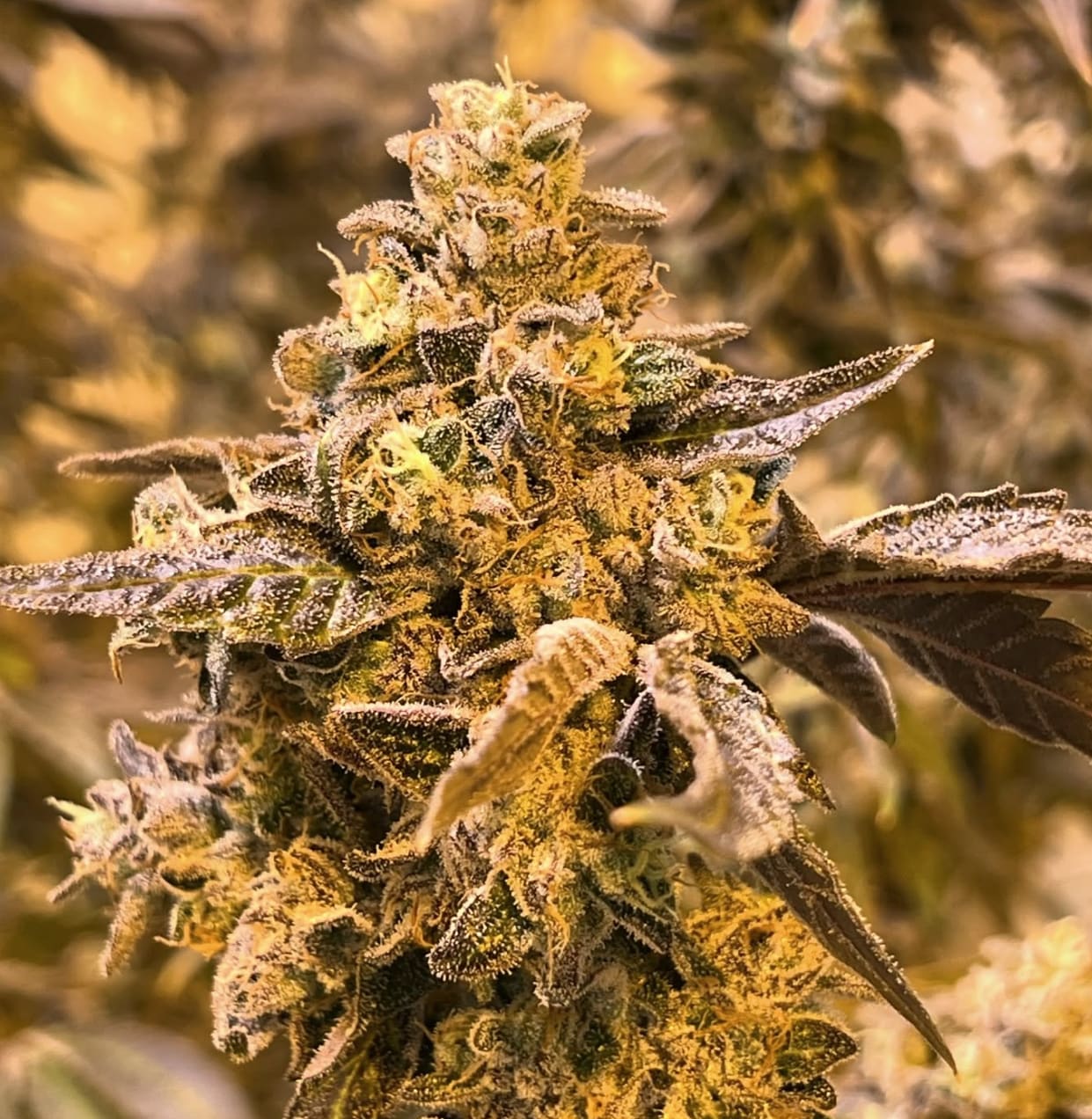 Heir Heads | HENDRX Seeds & Clones