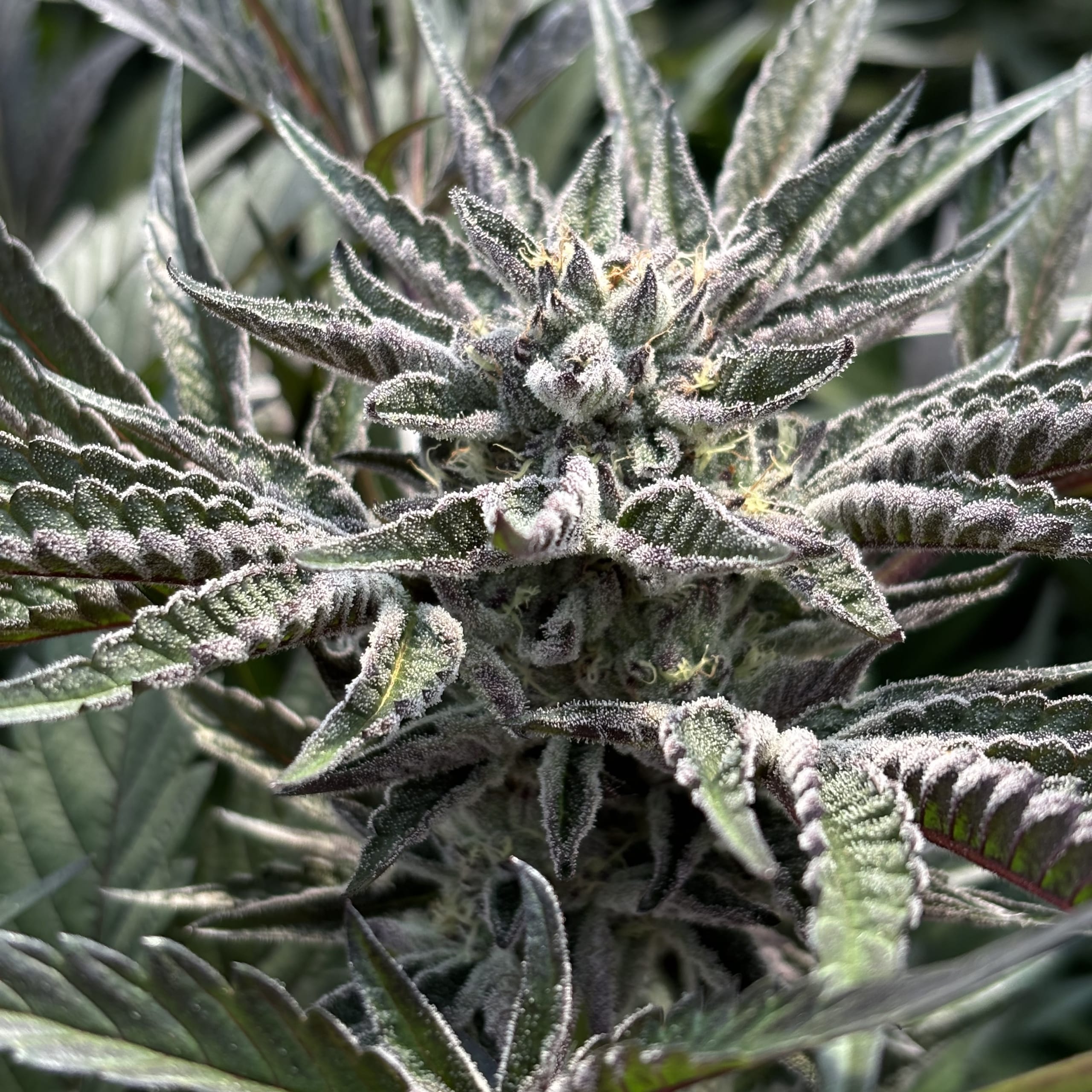 Amaretto Mints | HENDRX Seeds & Clones