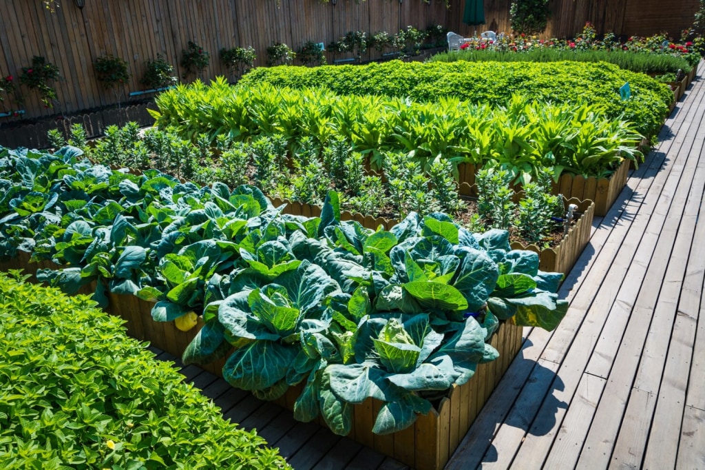 Plan your vegetable patch over the festive season