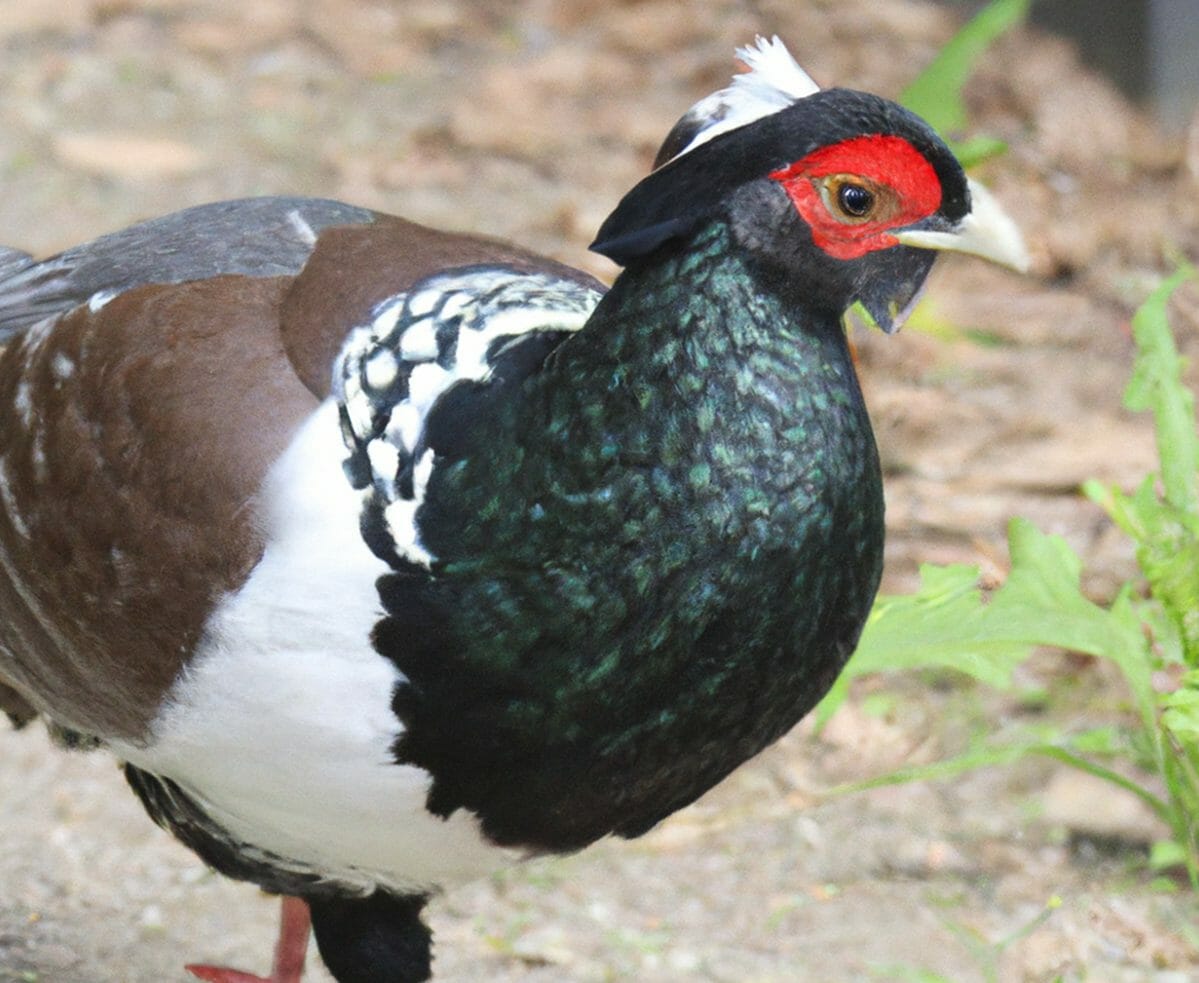 Cet oiseau rare, perdu pour la science depuis 140 ans, redécouvert en ...