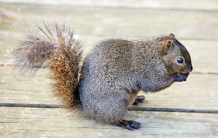 Squirrels In Your Ceiling In Memphis TN - Apex Wildlife Control