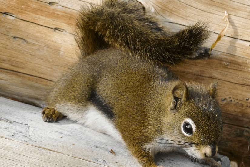 Roof Damage From Squirrels In Bartlett TN - Apex Wildlife Control