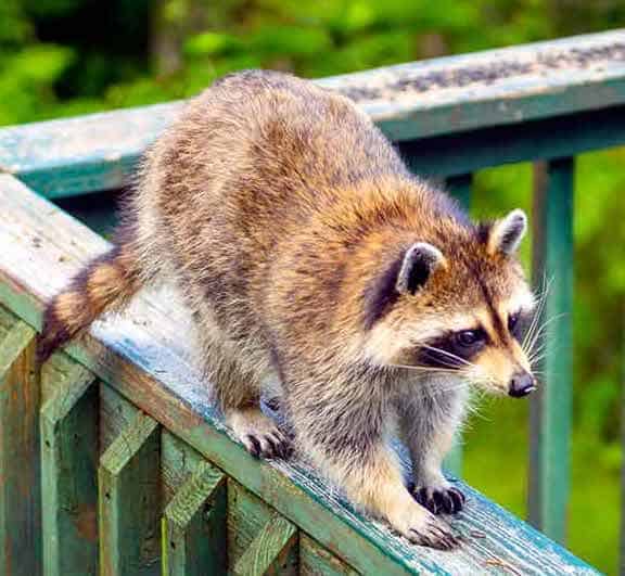 Raccoon Trapping In Arlington TN - Apex Wildlife Control