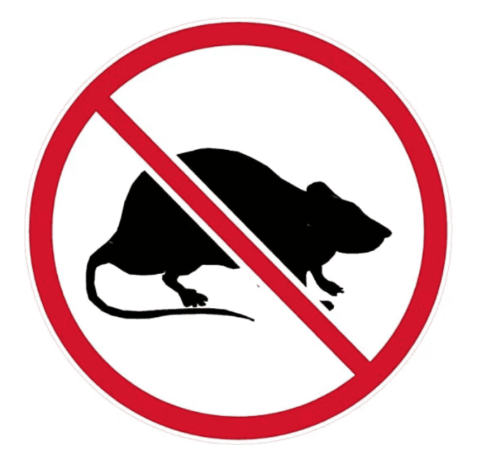 Rats In Your Kitchen In Memphis TN - Apex Wildlife Control