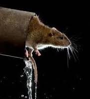 Rats In Your Pipes In West Memphis AR - Apex Wildlife Control