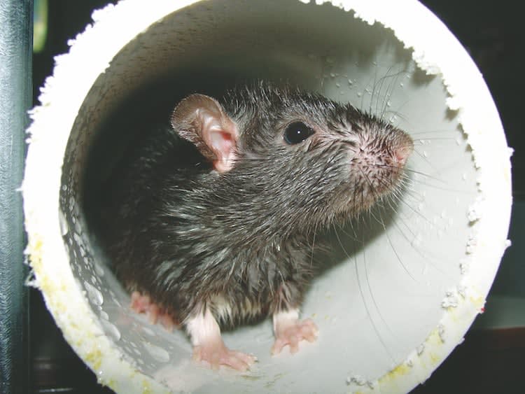 Rats In Your Pipes In Memphis TN - Apex Wildlife Control
