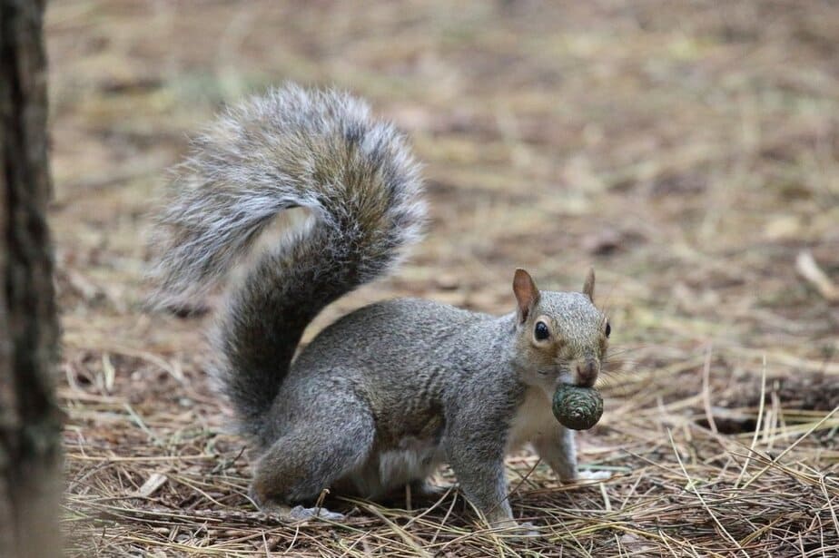 Squirrels In Your Attic In Memphis TN? - Apex Wildlife Control