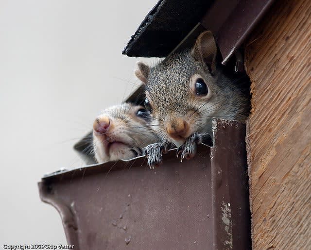 Squirrels In Your Gutters In Memphis TN - Apex Wildlife Control