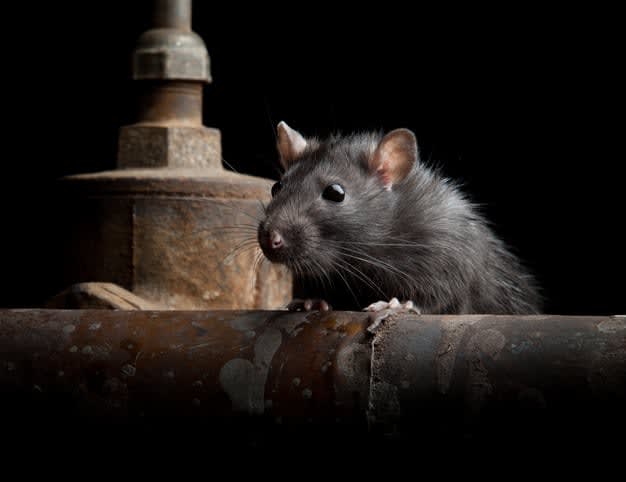 Rat Trapping In Collierville TN - Apex Wildlife Control