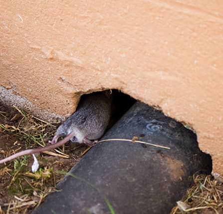 Signs Of Roof Rats , How to Know if You Have Roof Rats: Signs, Risks ...