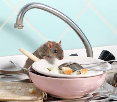 Rats In Your Kitchen In Memphis TN - Apex Wildlife Control