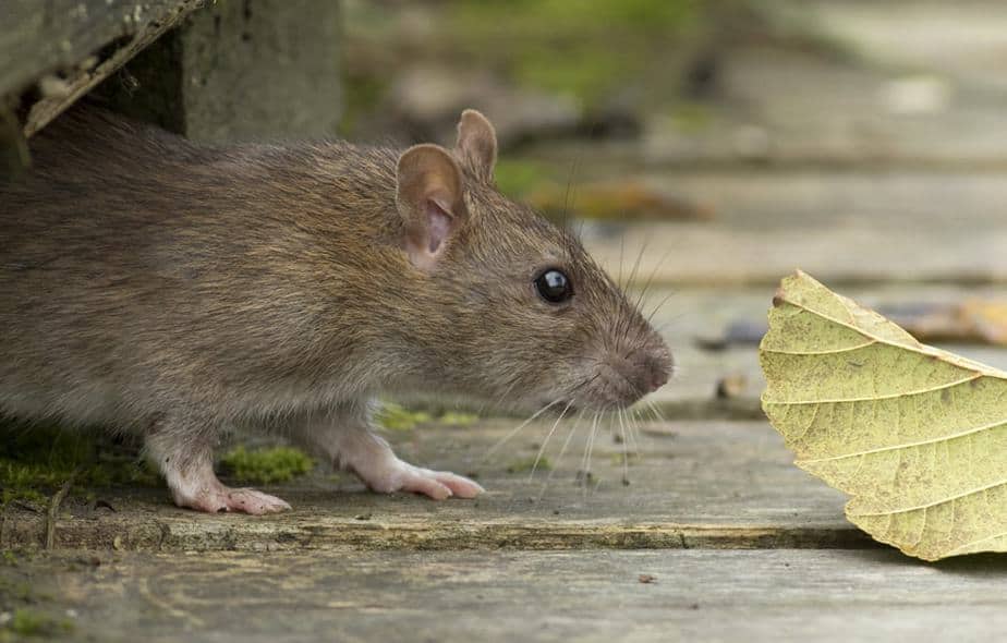 Rats In Your Kitchen In Memphis TN - Apex Wildlife Control