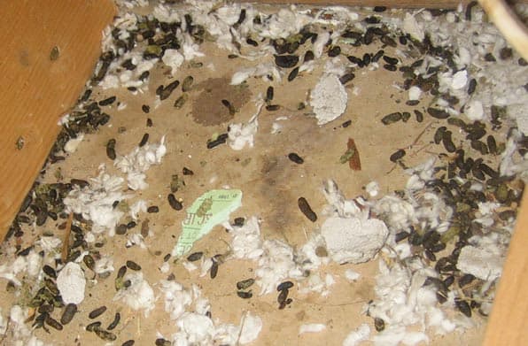 Rat Feces And Urine In Memphis TN - Apex Wildlife Control