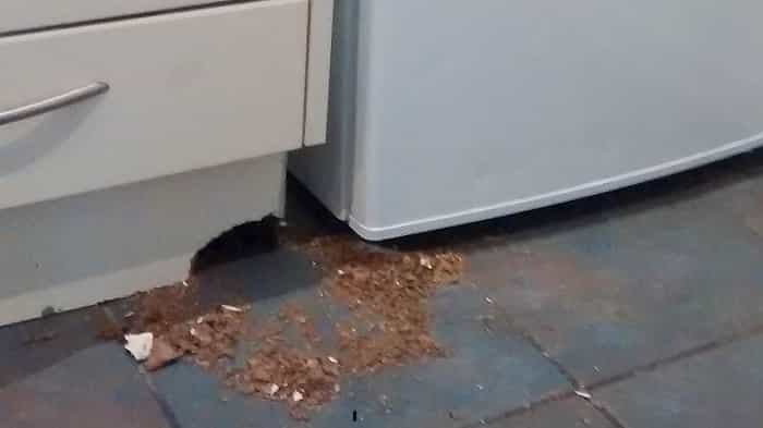 Rats In Your Kitchen In West Memphis AR - Apex Wildlife Control