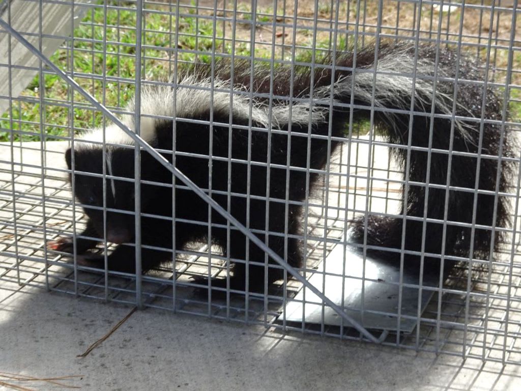 Skunk Trapping In Memphis TN - Apex Wildlife Control