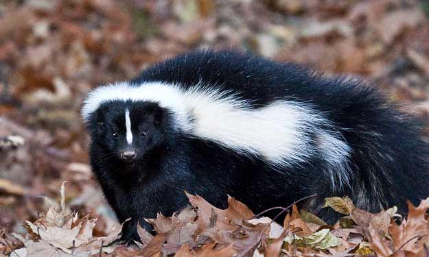 Skunk Trapping In Memphis TN - Apex Wildlife Control