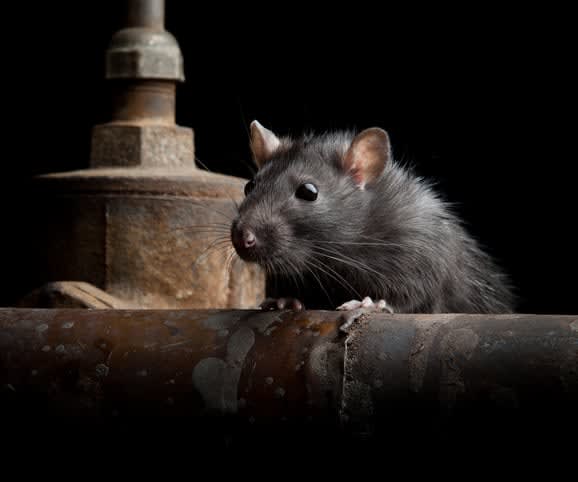 Your Rat Inspection - Apex Wildlife Control