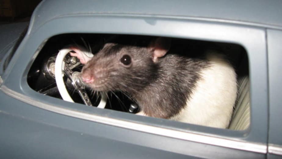 Rats Chewing Vehicle Wires In Memphis TN - Apex Wildlife Control