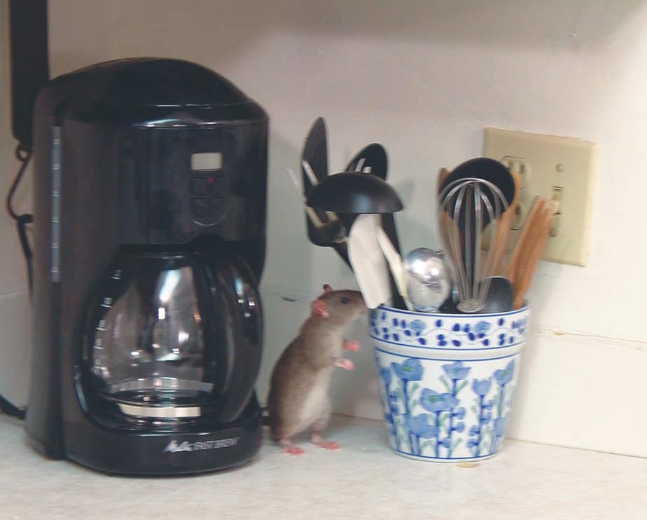 Rats In Your Kitchen In Memphis TN - Apex Wildlife Control