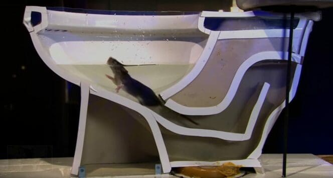 Rats In Your Toilet In West Memphis AR - Apex Wildlife Control