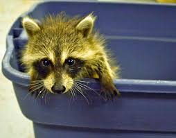 Raccoons In Your Dumpster In Memphis TN - Apex Wildlife Control