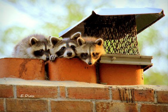 Raccoons In Your Warehouse In Memphis TN - Apex Wildlife Control