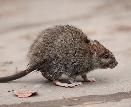 Rats On Your Roof In Memphis TN - Apex Wildlife Control