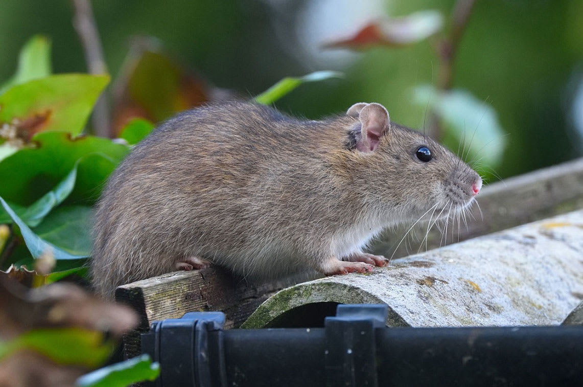 Rats In Your Walls In Cordova TN - Apex Wildlife Control