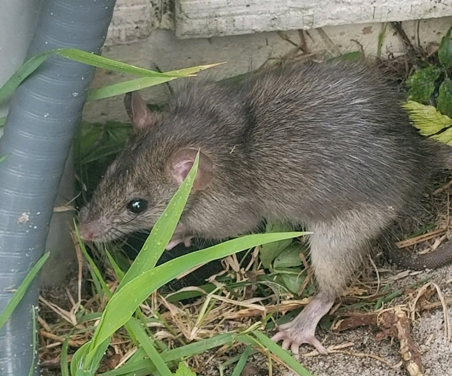 Rats In Your Attic In Arlington TN - Apex Wildlife Control