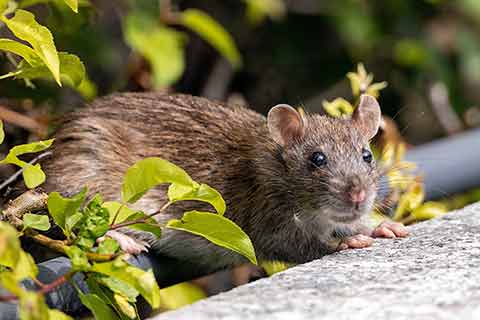 Rats In Your Ceiling In Memphis TN - Apex Wildlife Control