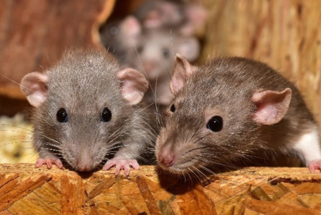 Rats Between Your Floors In Memphis TN - Apex Wildlife Control